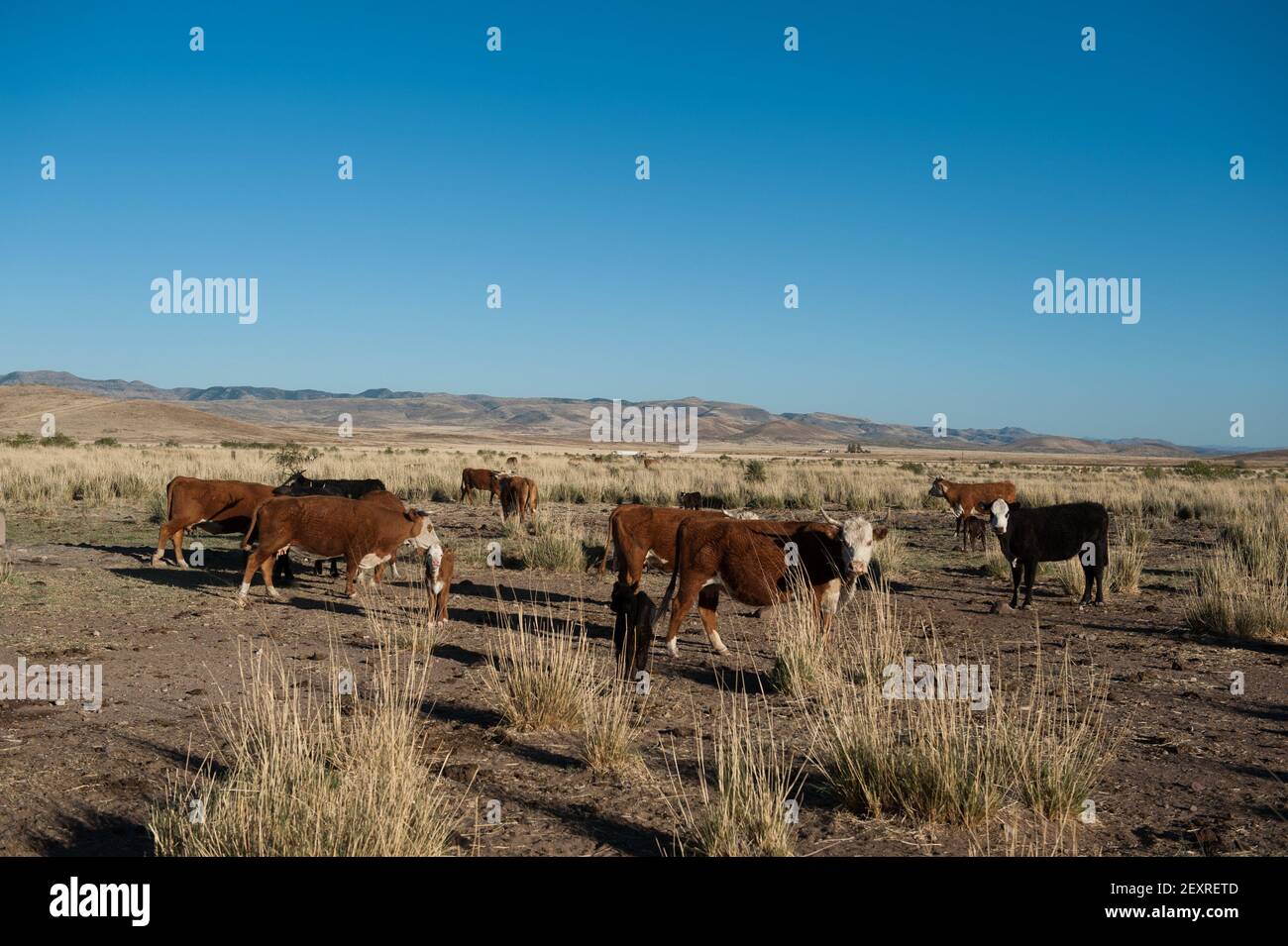 Arizona cattle rancher Ed Ashurst owns a border zone ranch between ...