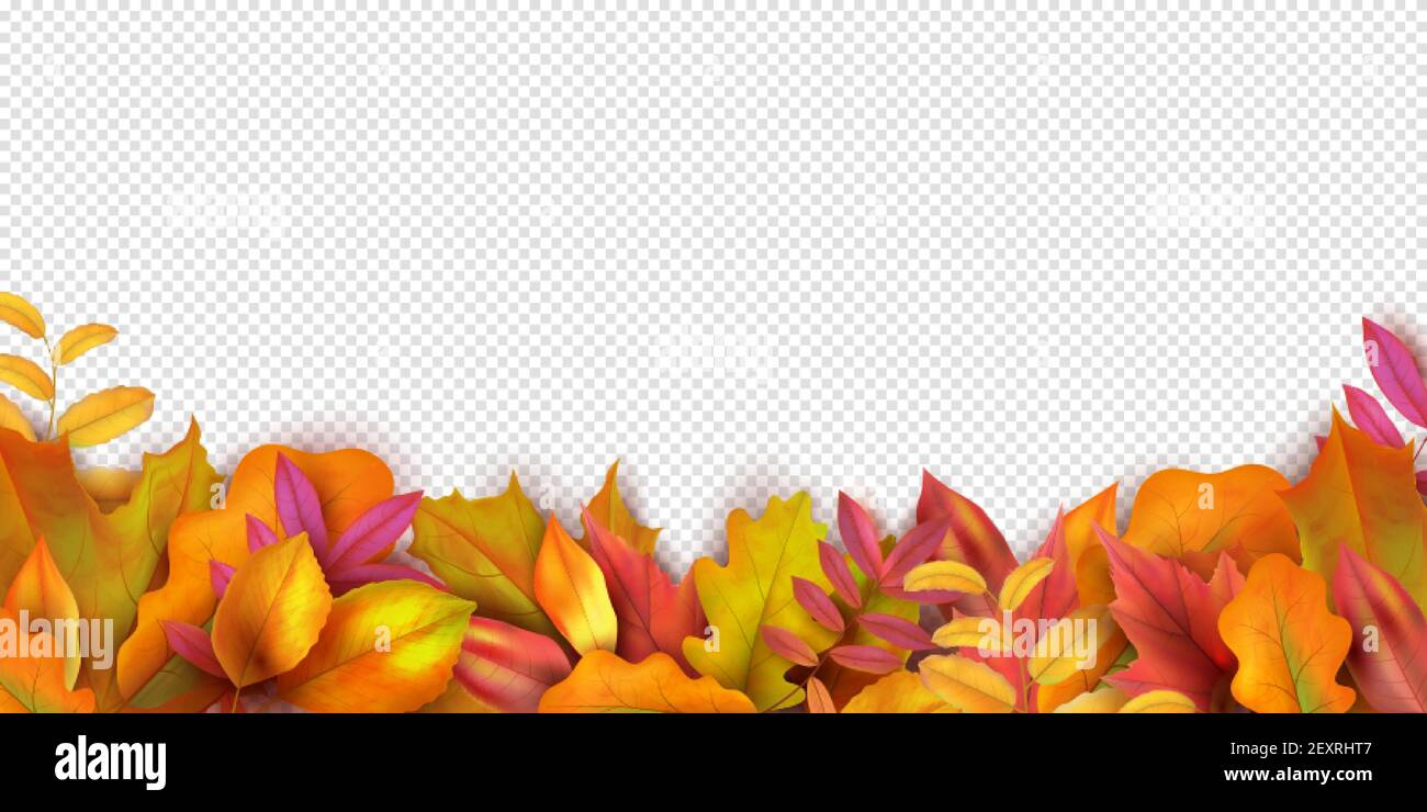 Autumn banner. Fall leaves background. Realistic vector autumn leaves ...