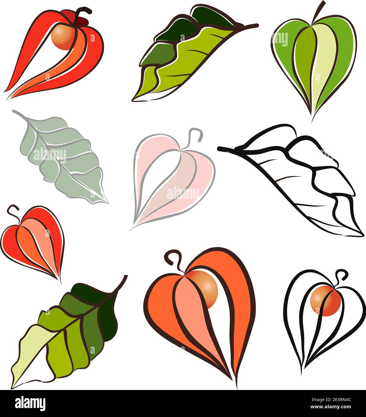 Set of physalis with berries and leaves isolated on white background ...