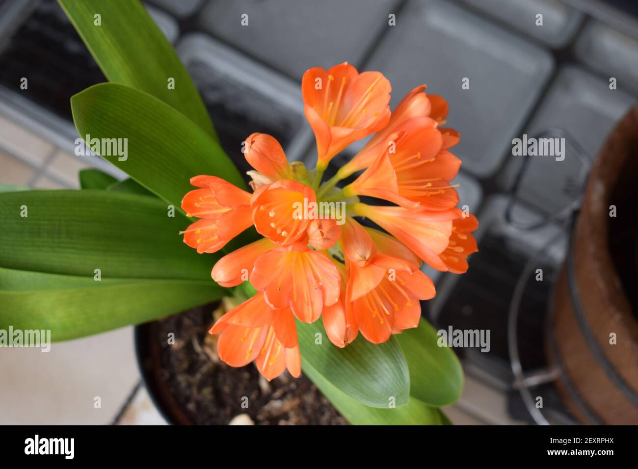 spring in the winter garden with blooming clivia Stock Photo - Alamy