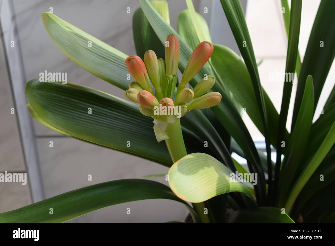 spring in the winter garden with blooming clivia Stock Photo - Alamy