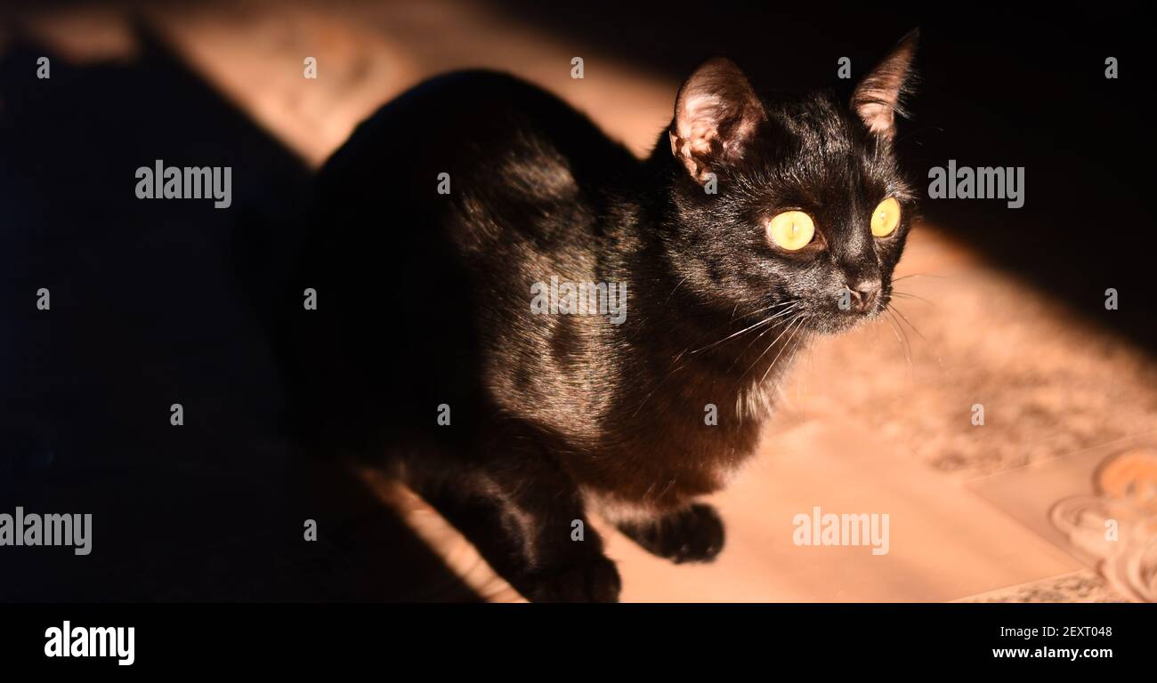 Black cat in sun hi-res stock photography and images - Alamy