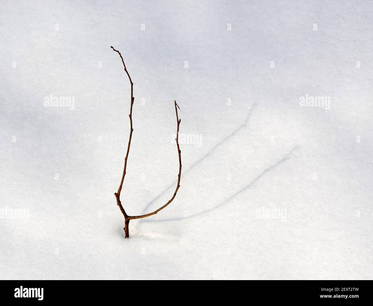 A branch protruding from the snow in the shape of the letter U and its ...