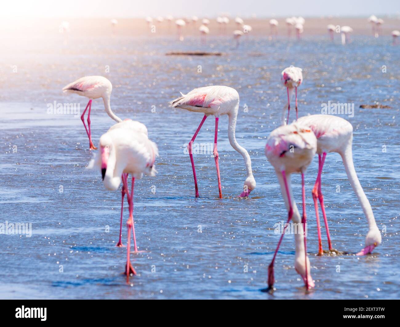 Flamingos eating from shallow water Stock Photo - Alamy