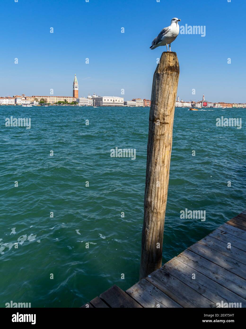 Beautiful shot seagull in hi-res stock photography and images - Alamy