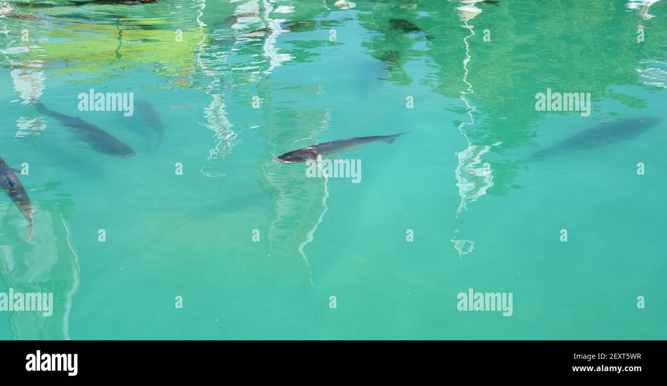 Aquaculture production, fish farming industry: growing, breeding and ...