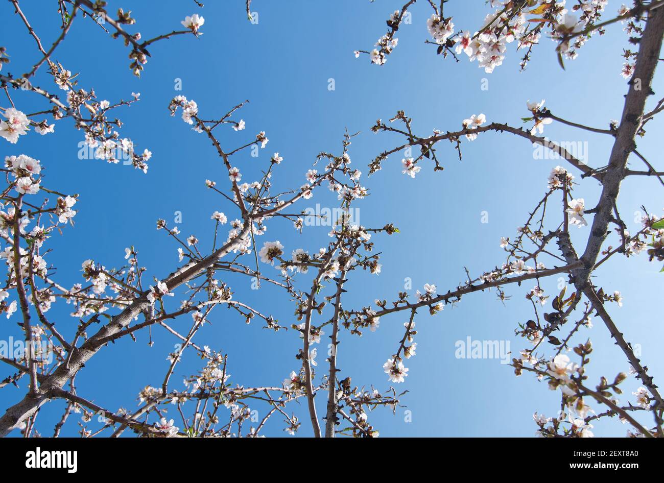 A closeup of cherry blossoms on tree branches under a clear blue sky ...