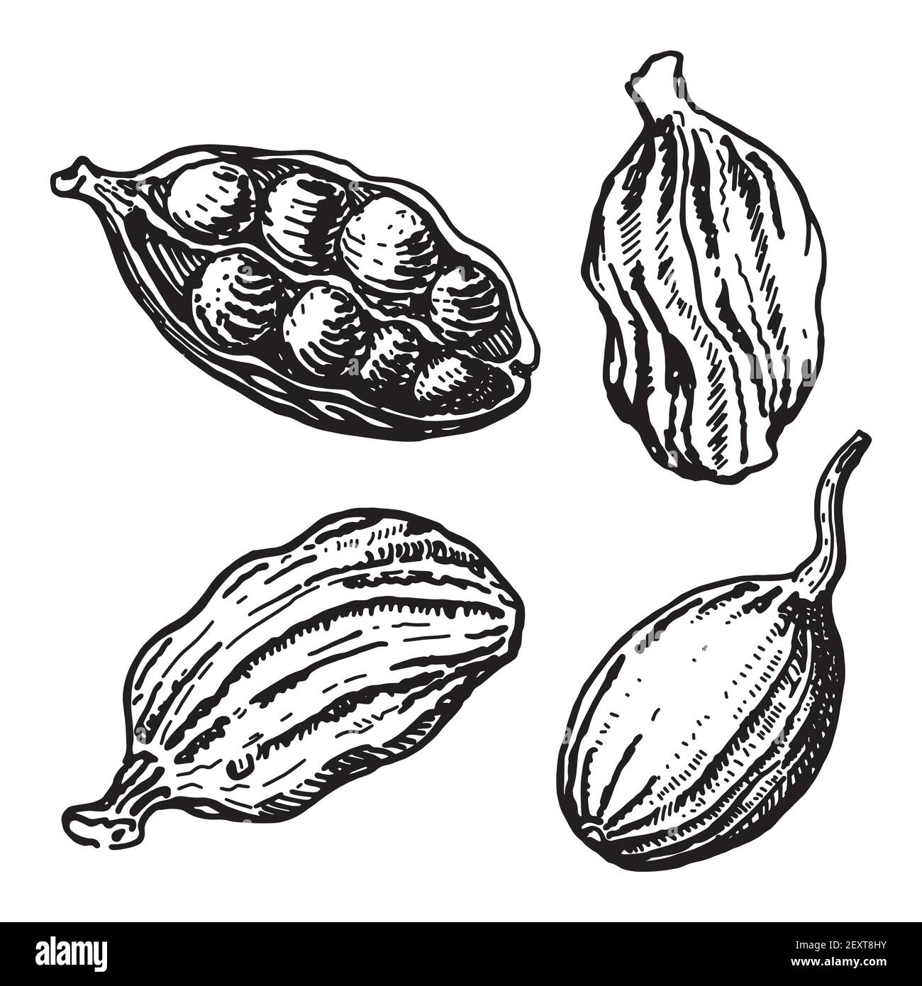 Vector line drawing handmade cardamom isolated on white background ...