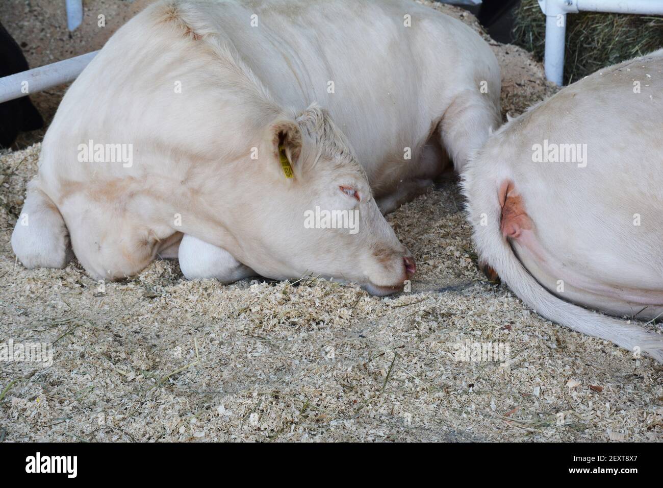 A close-up of a cream white hornless bull, cow, beef cattle of ...