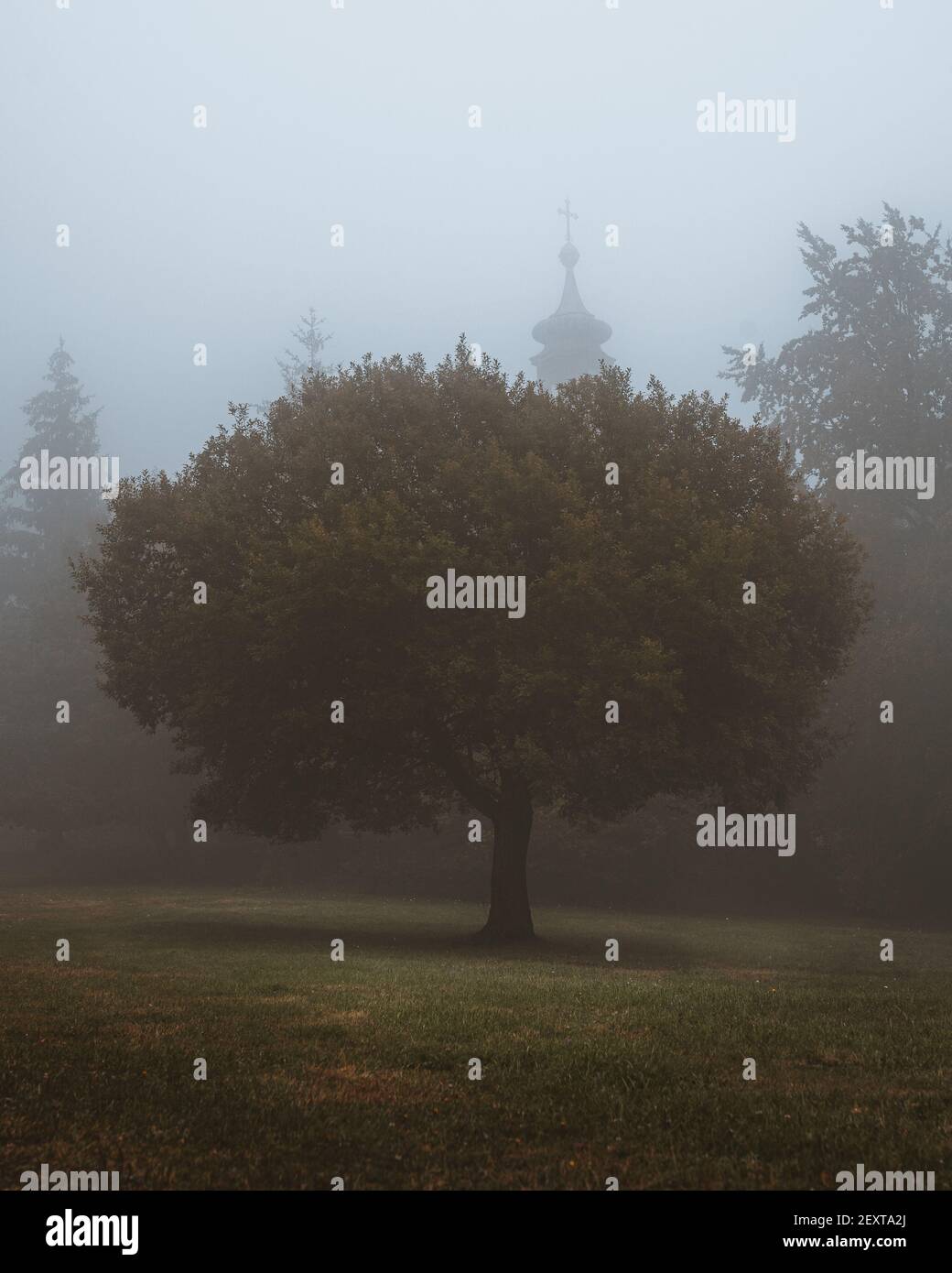 Scary tree in fog hi-res stock photography and images - Alamy