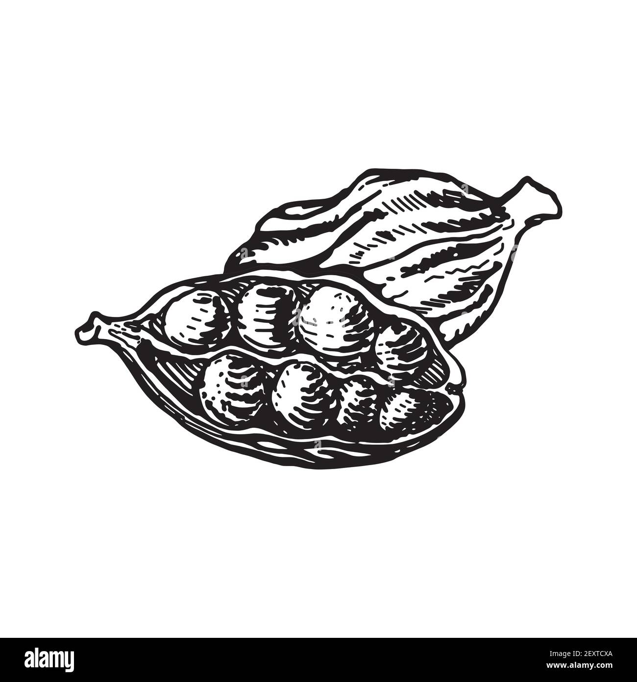 Cardamom Spice Drawing