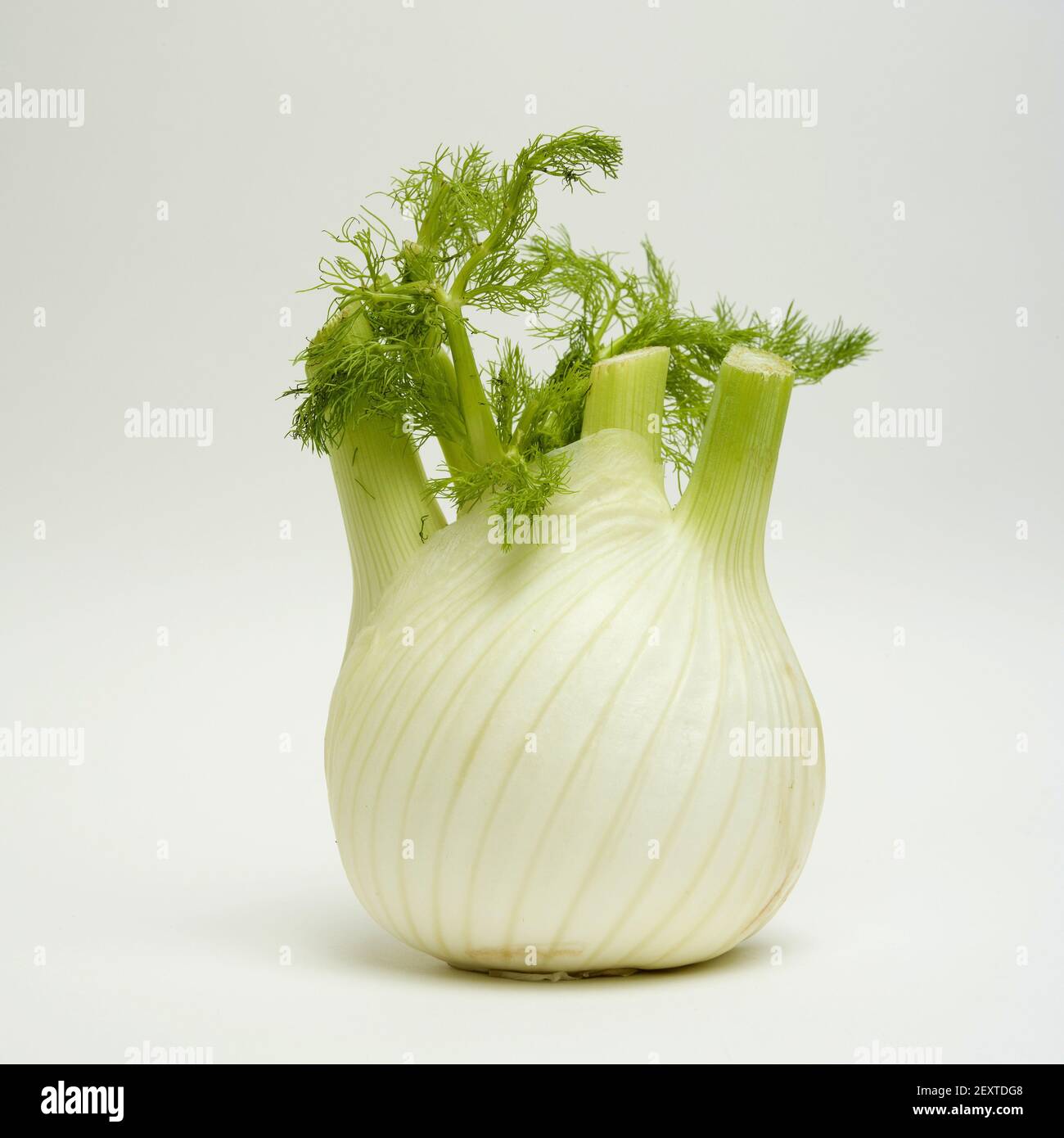 A fennel bulb isolated on white background Stock Photo - Alamy