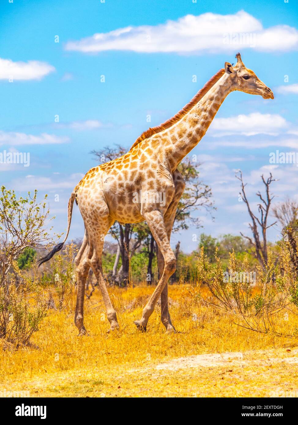 Cute giraffe in african savanna Stock Photo - Alamy