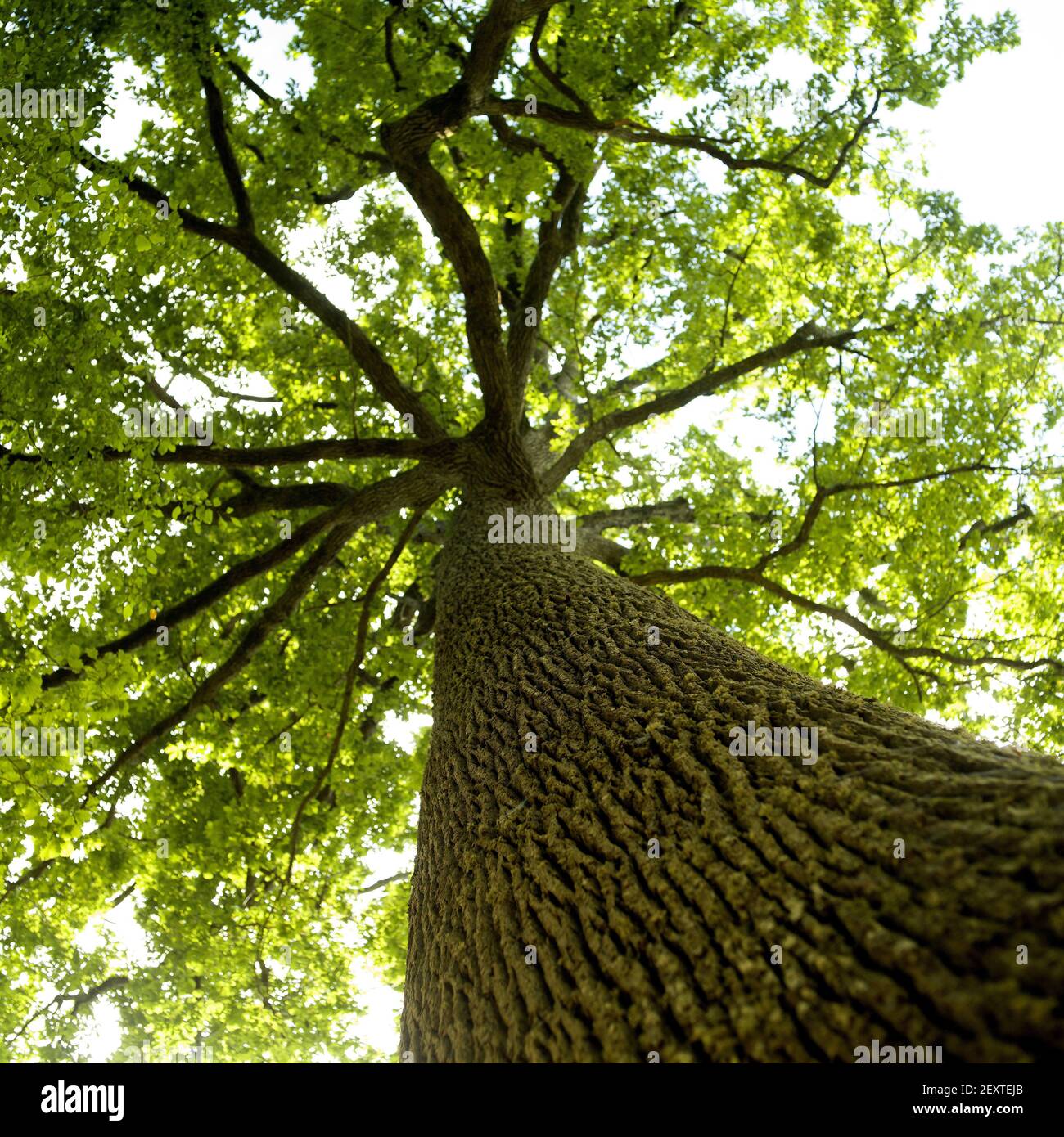 Tall Oak High Resolution Stock Photography and Images - Alamy