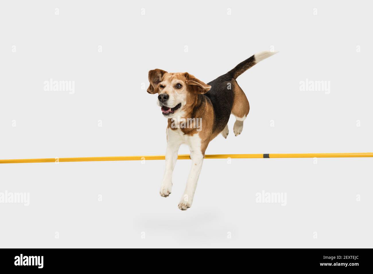 Big old Beagle dog jumping over stick isolated on white background ...