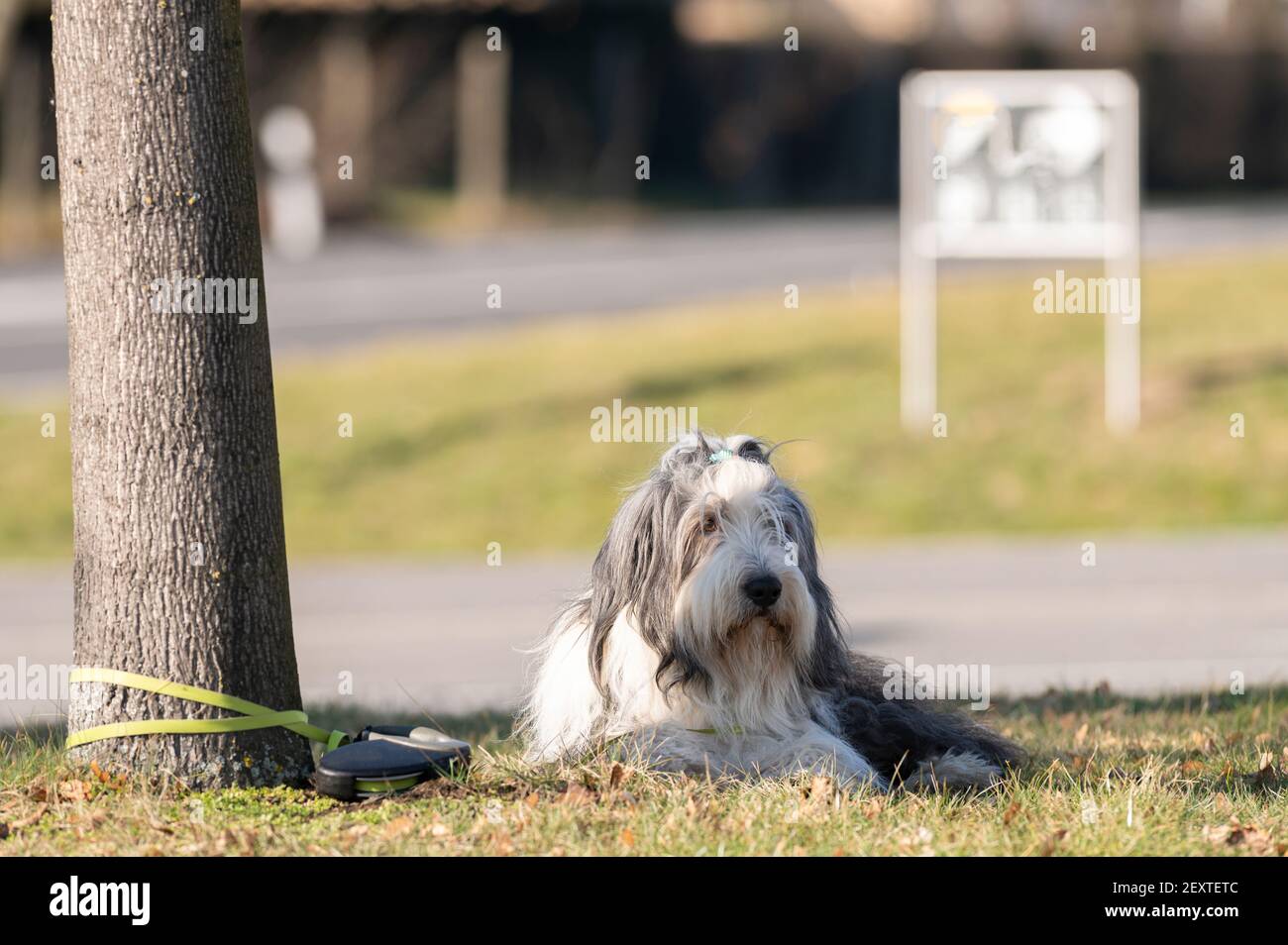 Animal tied to a tree hi-res stock photography and images - Alamy