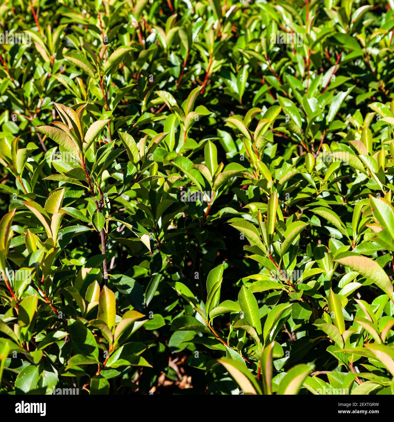 Park in the summer. Green hedge close-up. Natural background Stock ...