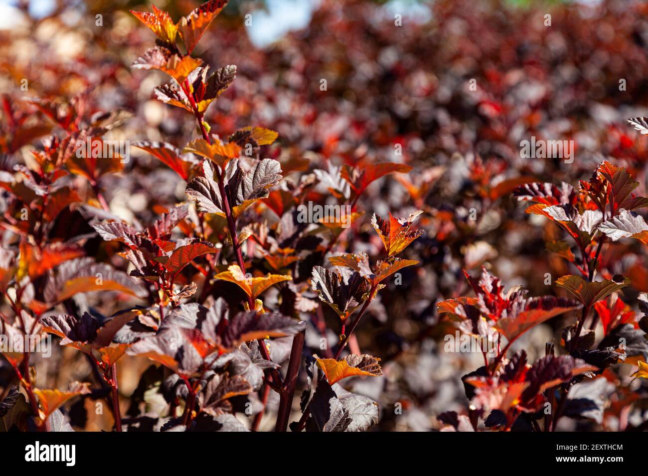 Park in the summer. Red hedge close-up. Natural background Stock Photo ...