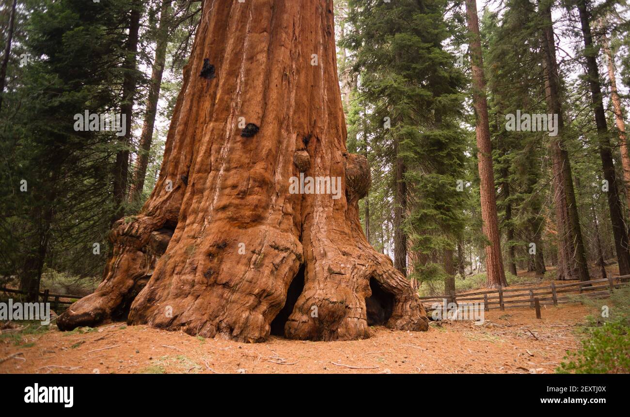 Redwood tree roots hi-res stock photography and images - Alamy