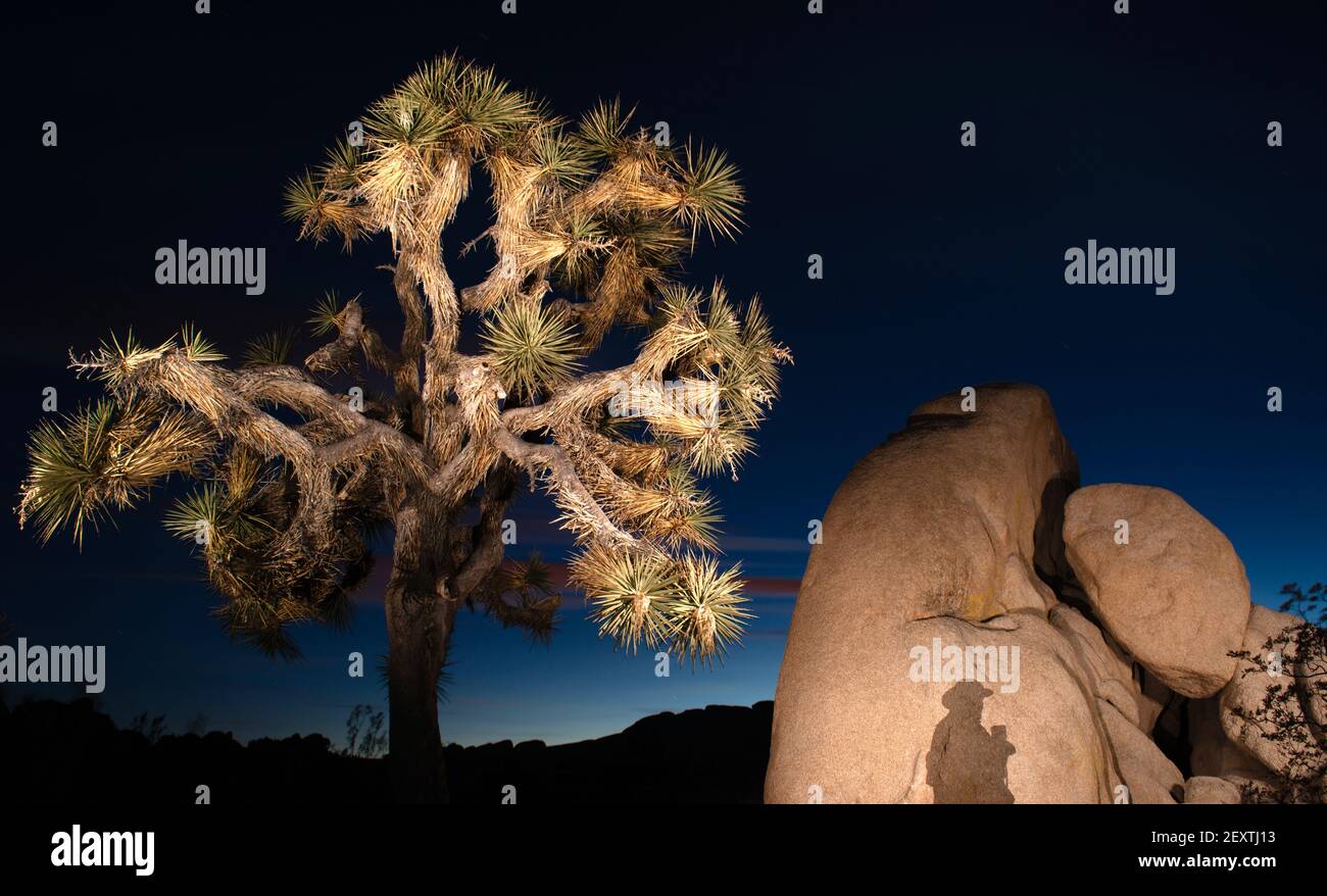 Joshua tree with large rocks hi-res stock photography and images - Alamy