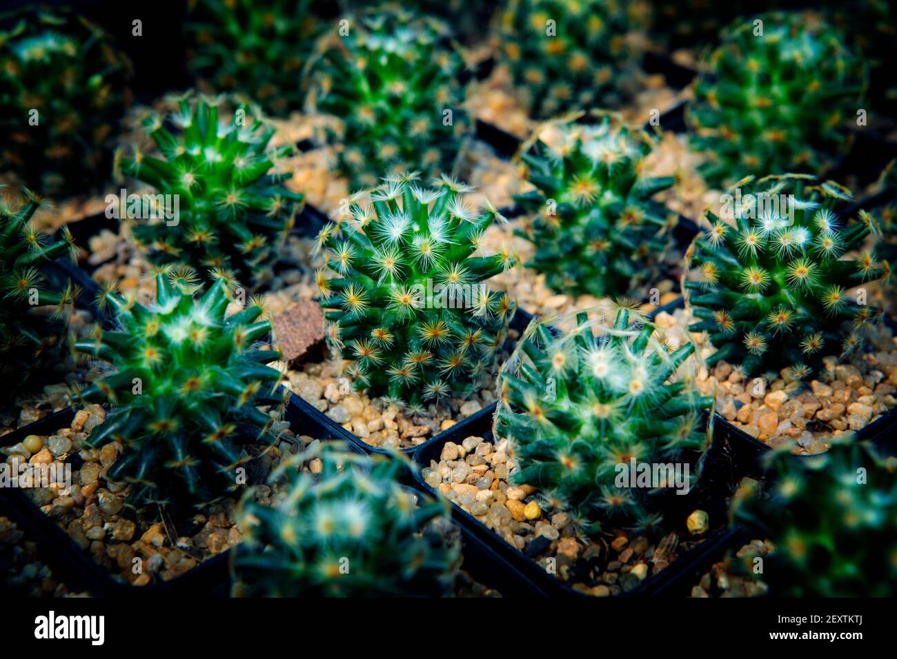 top view stack of cactus in planting pot Stock Photo - Alamy