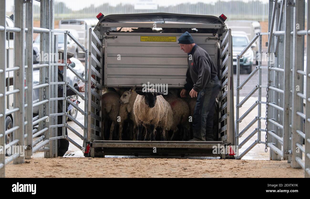 Farmers unloading fat lambs off livestock trailer at a livestock ...