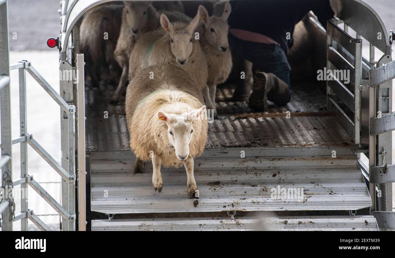 Sheep in trailer uk hi-res stock photography and images - Alamy