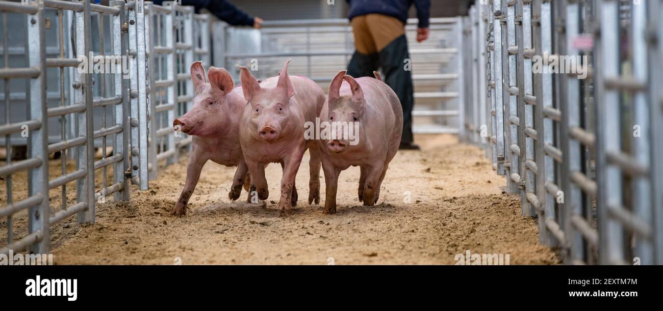 Pigs at a livestock market, England UK Stock Photo - Alamy