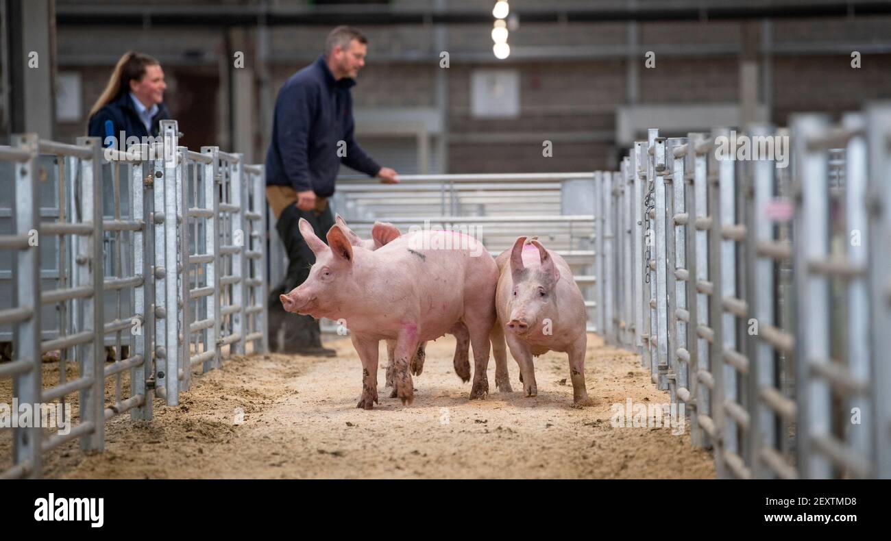Pig farmer england hi-res stock photography and images - Alamy