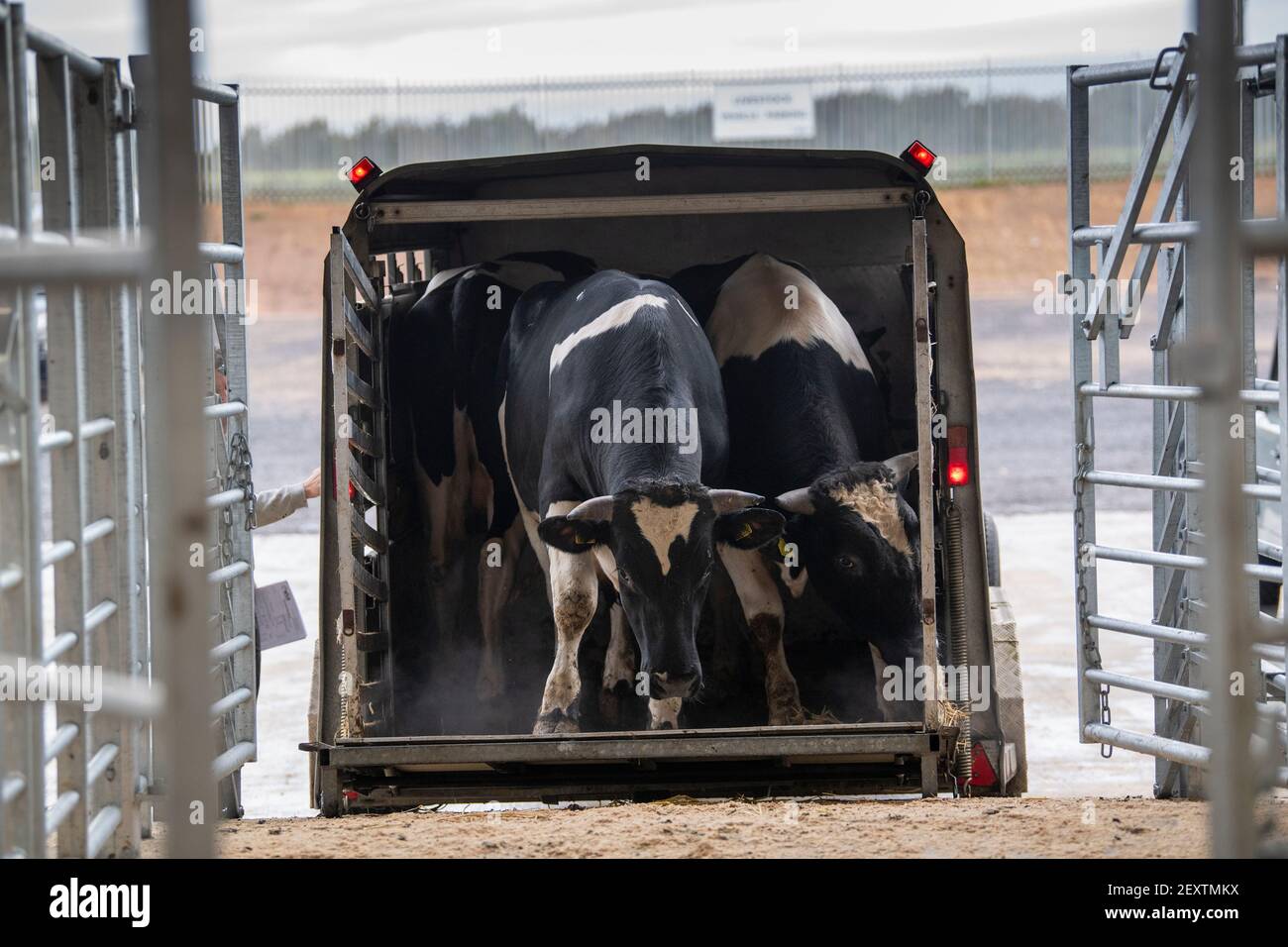 Farmer unloading horned bull beef cattle from his trailer at a ...