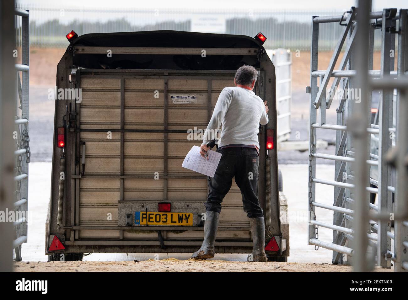 Unloading cattle hi-res stock photography and images - Alamy