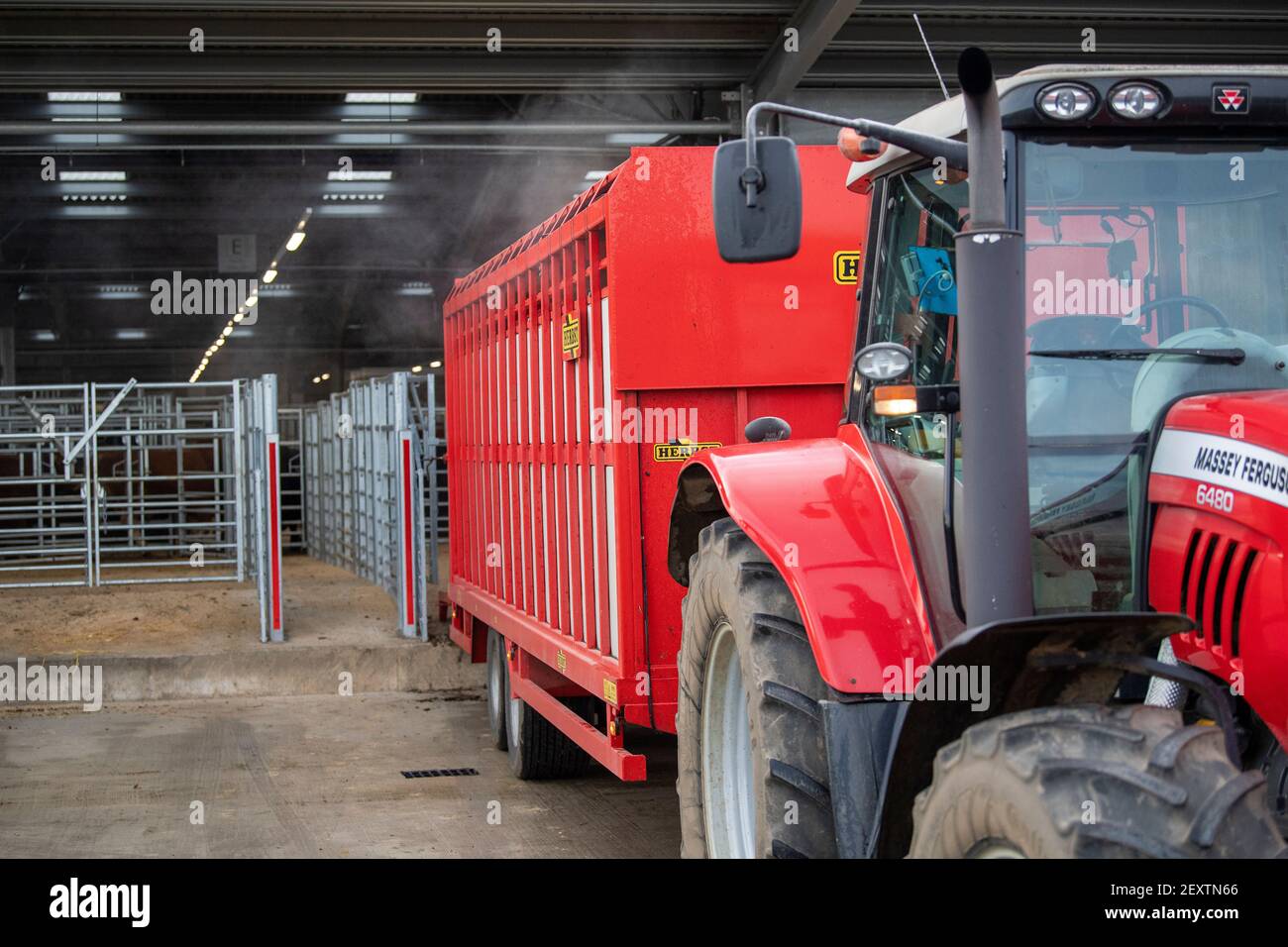 Farmer unloading cattle from tractor and trailer at a livestock auction ...