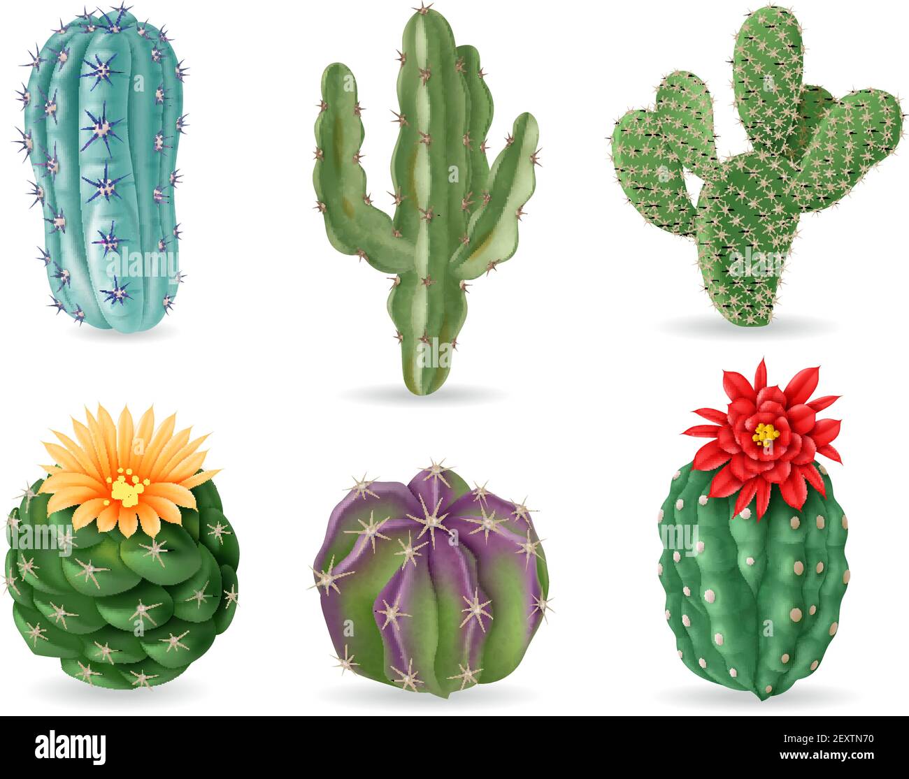 Realistic cactuses. Decorative desert exotic cactus prickly plants ...