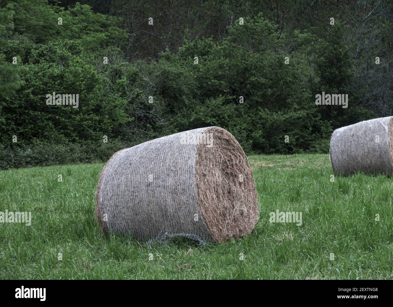 The hay rolls in a green field in summer Stock Photo - Alamy