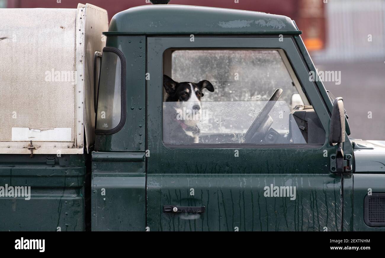 Sheepdog sat in front seat of a Land Rover waiting for its owner to ...