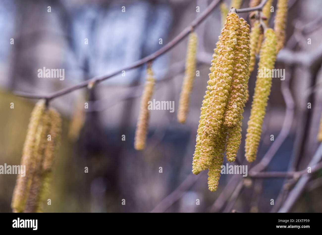 Yellow hazel flowers buds on a faded background.Spring photo Stock ...