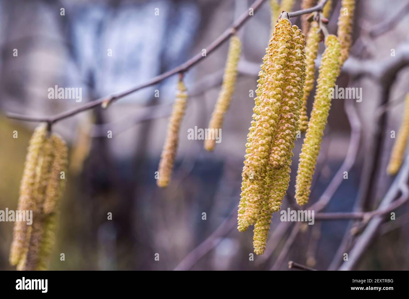 Yellow hazel flowers buds on a faded background.Spring photo Stock ...