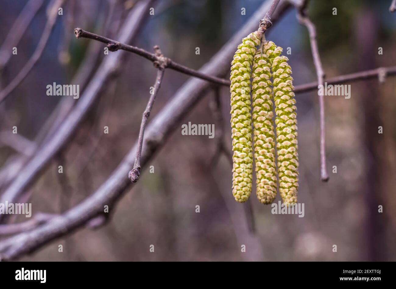Hazelnut flower buds hi-res stock photography and images - Alamy