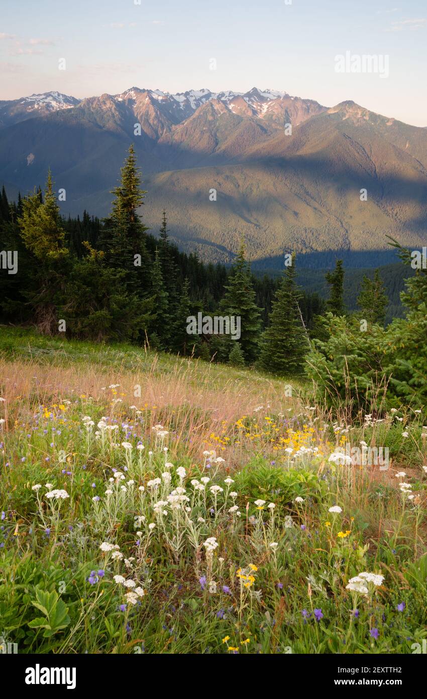 Early Morning Light Wildflower Meadow Olympic Mountains Hurricane Ridge ...