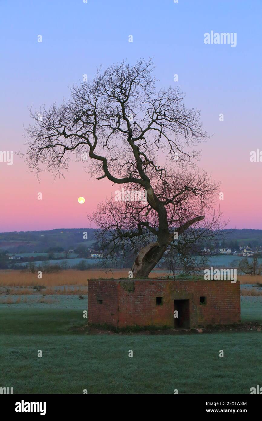 Tree in farmland field in Axe Valley, East Devon at dawn with full moon ...