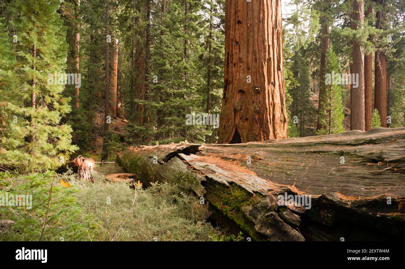 Fallen Forest Giant Sequoia Tree National Park California Stock Photo ...