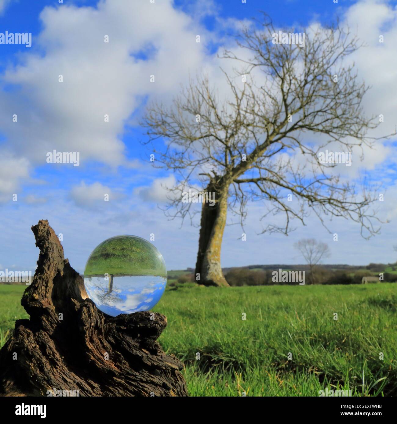 Tree seen through clear glass ball sphere Stock Photo - Alamy