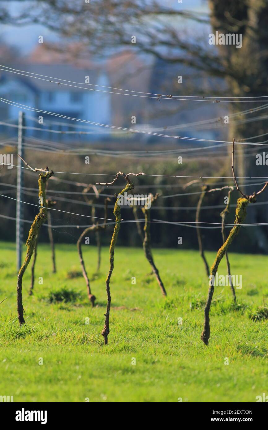 Vineyard in winter in Devon, UK Stock Photo - Alamy