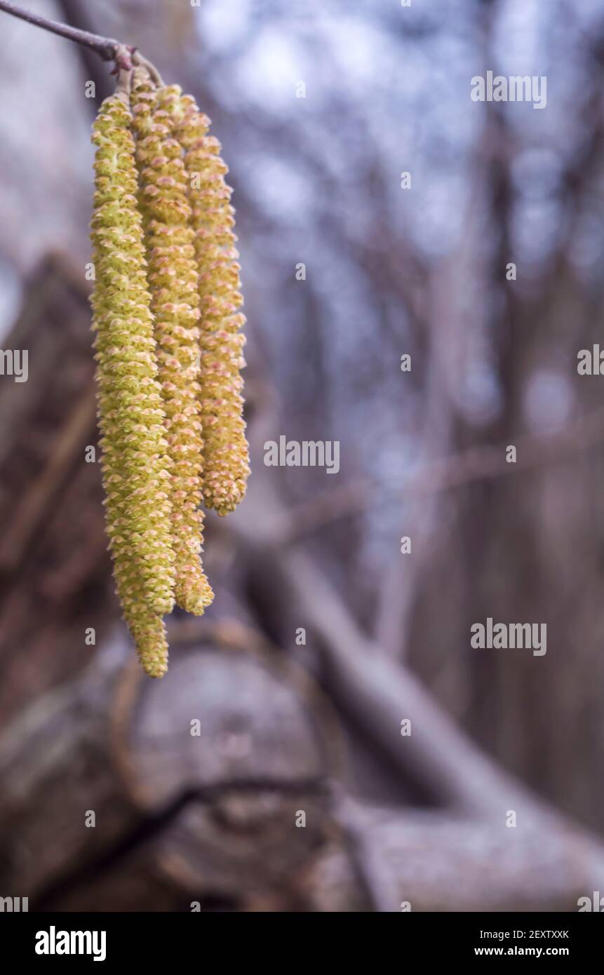 Yellow hazel flowers buds on a faded background.Spring photo Stock ...