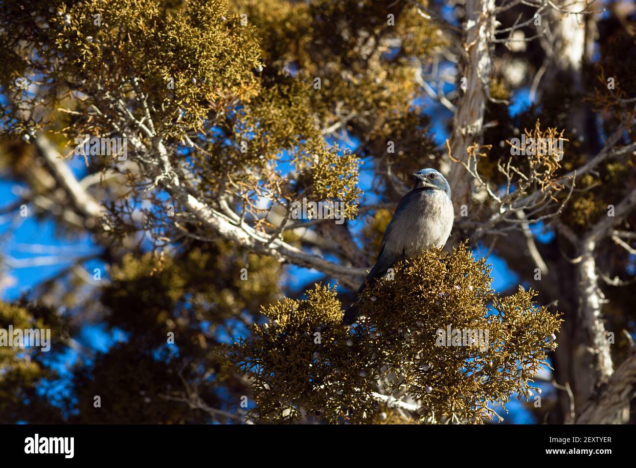 Great basin national park wildlife hi-res stock photography and images ...