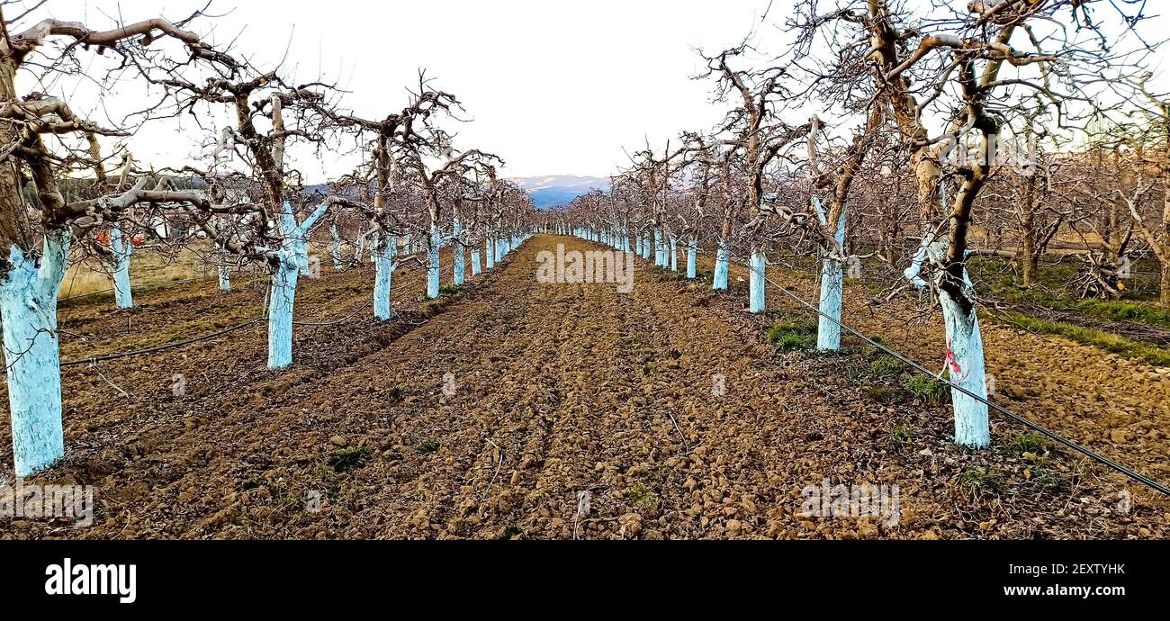 Apple orchard in march treated with Bordeaux mixture to combat mildew ...
