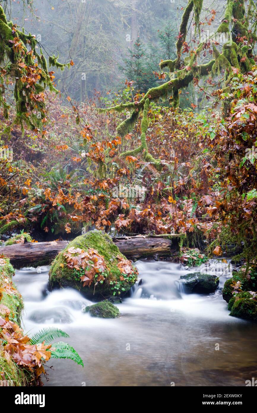 Flowing stream bubbling spring hi-res stock photography and images - Alamy