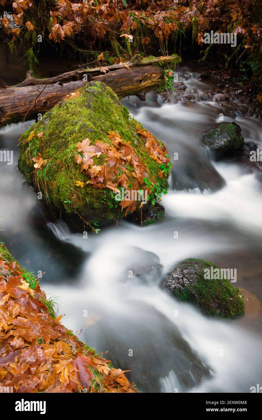 Bubbling stream brook hi-res stock photography and images - Alamy