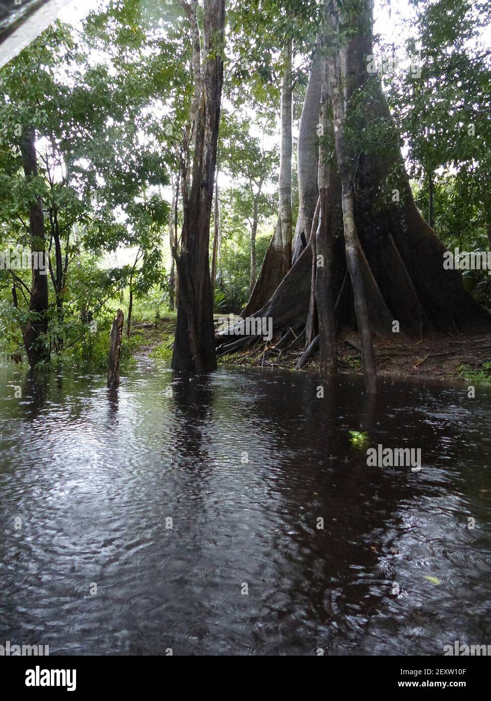 Trees in the Amazon have acclimated to flooding in the jungles near ...