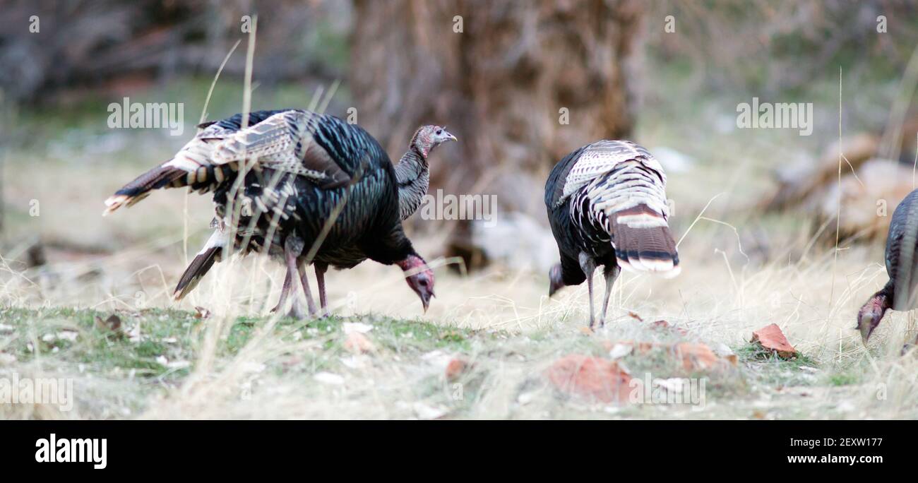 Upland ground birds hi-res stock photography and images - Alamy
